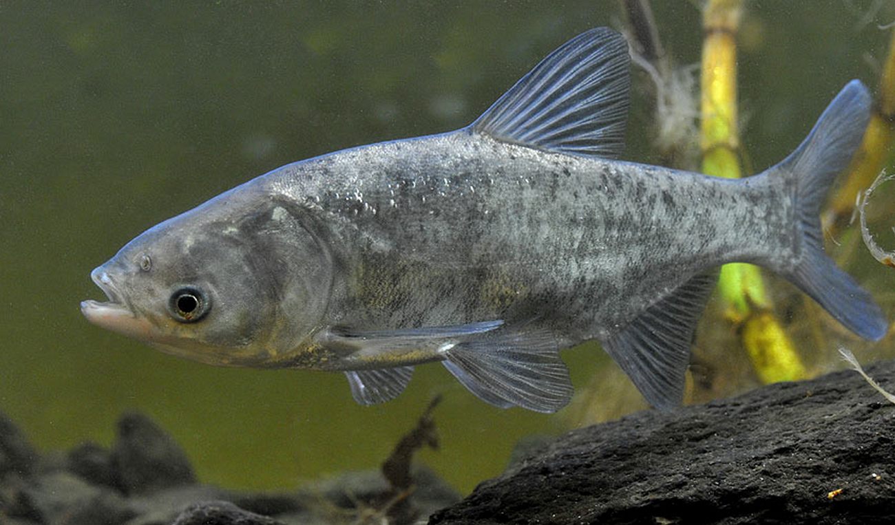 Hypophthalmichthys nobilis (Richardson, 1845)